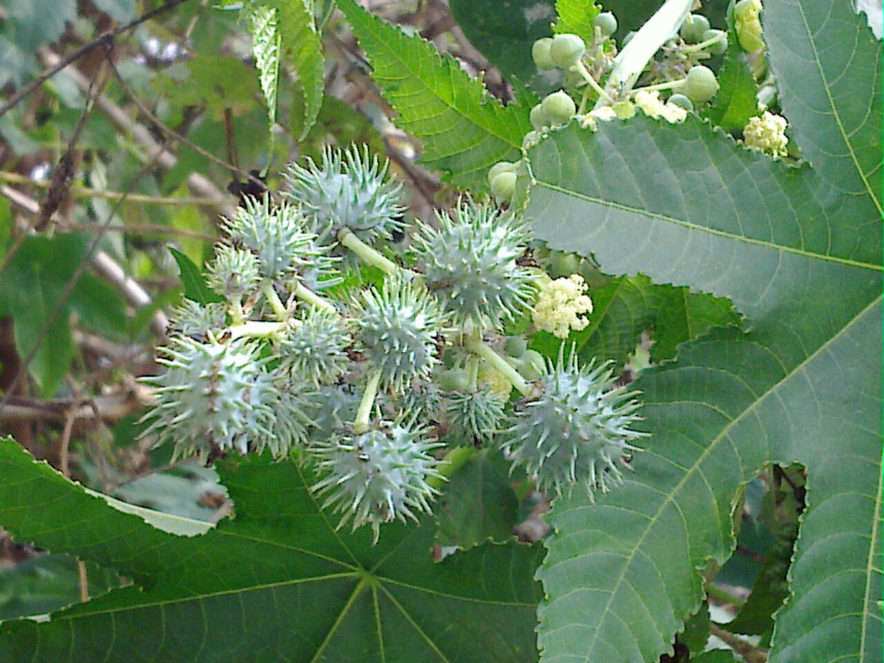 Tiba Na Kinga Asilia Za Maradhi Mbalimbali Ya Kuku.