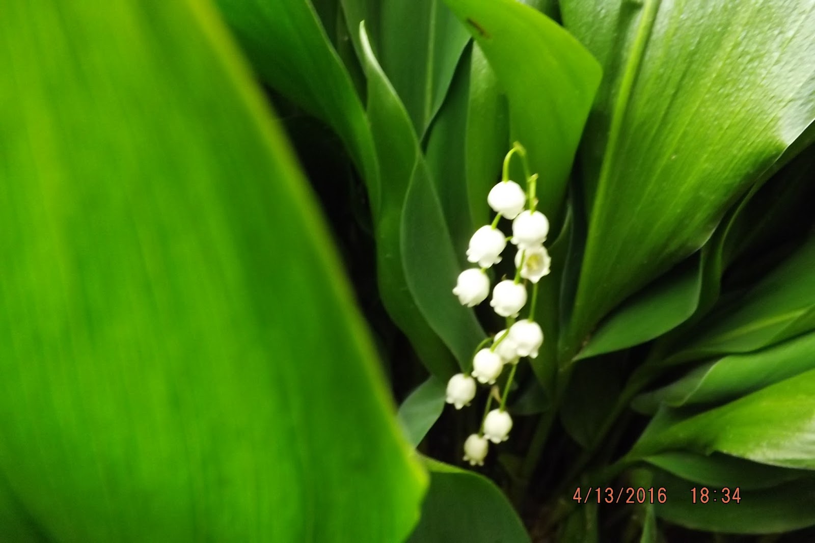 Gradinarit anotimp cu anotimp: Periplu de aprilie in gradina