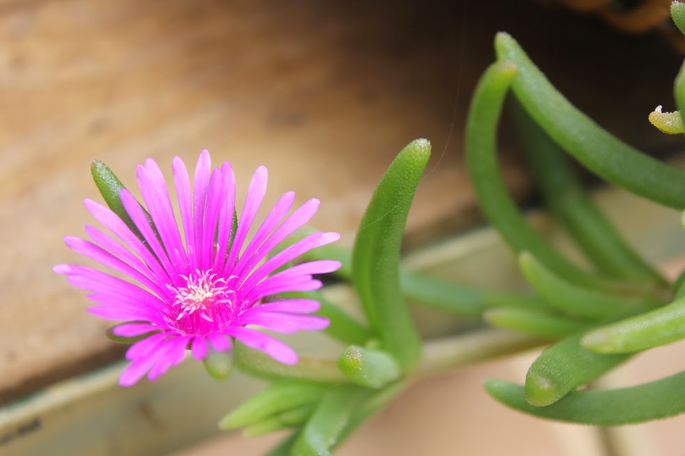 🌿 Tuinmaak in Suid Afrika 🌵: Wat is 'n tuin sonder vygies?