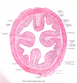 Intestinum Crassum