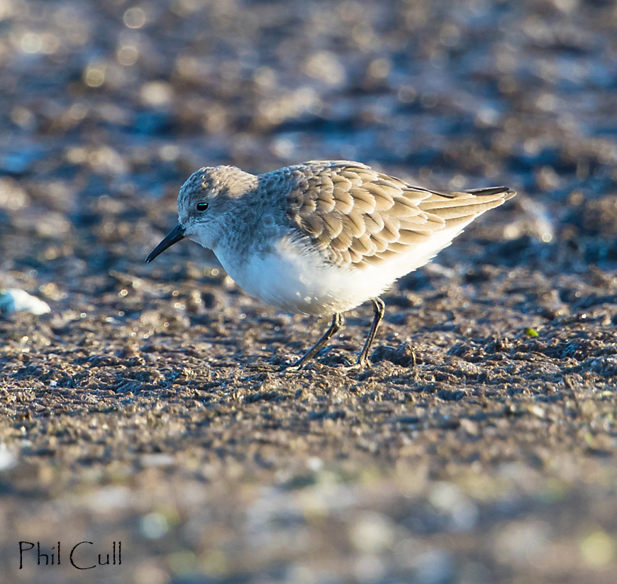 Phil Cull Wildlife Photography: 2016