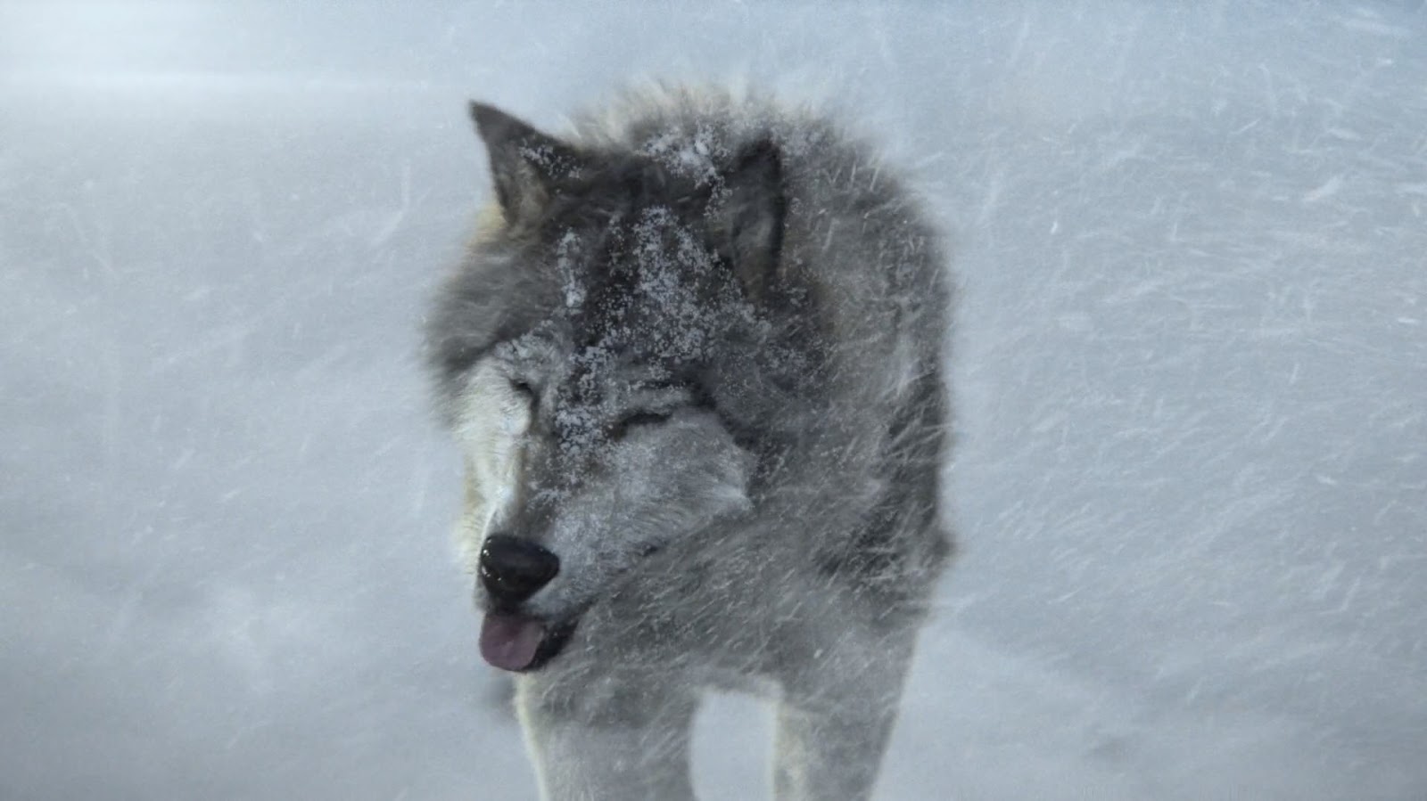 CGI Animals & Creatures Reel by The Mill | Computer Graphics Daily News