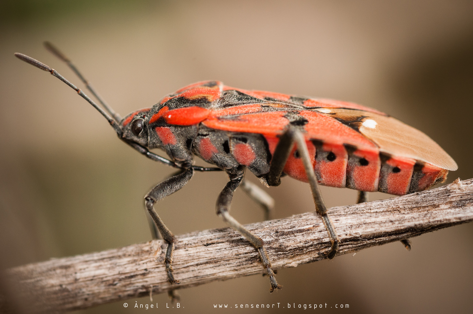 sensenorT: Undécima semana - Pyrrhocoridae insecto