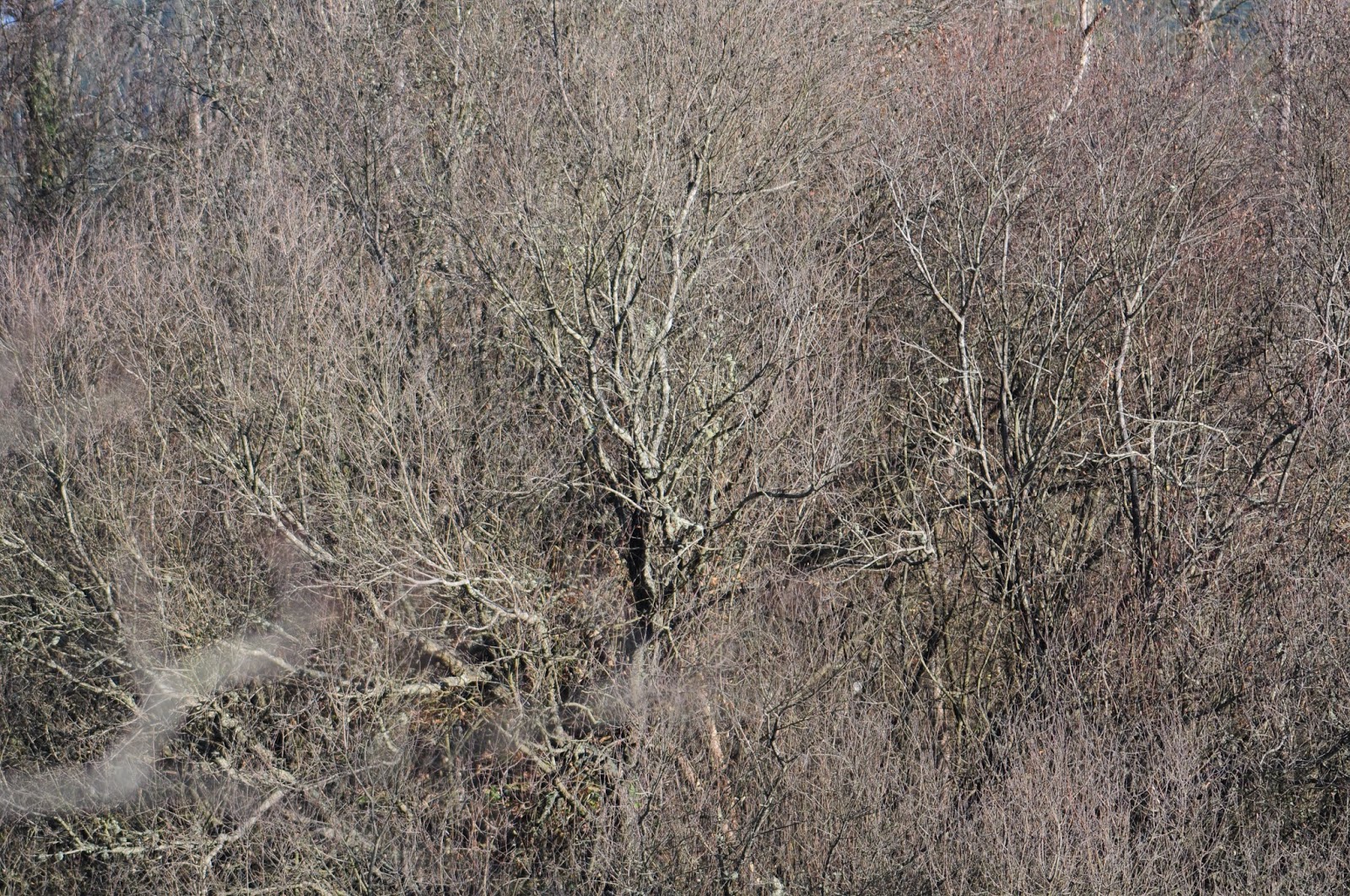 Verín Natural: Censo ibérico de Aguia peixeira invernante 2019