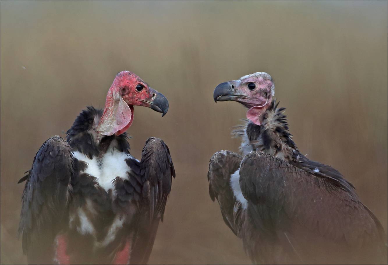 The utter Twites...: Dining at the Vulture Restaurant