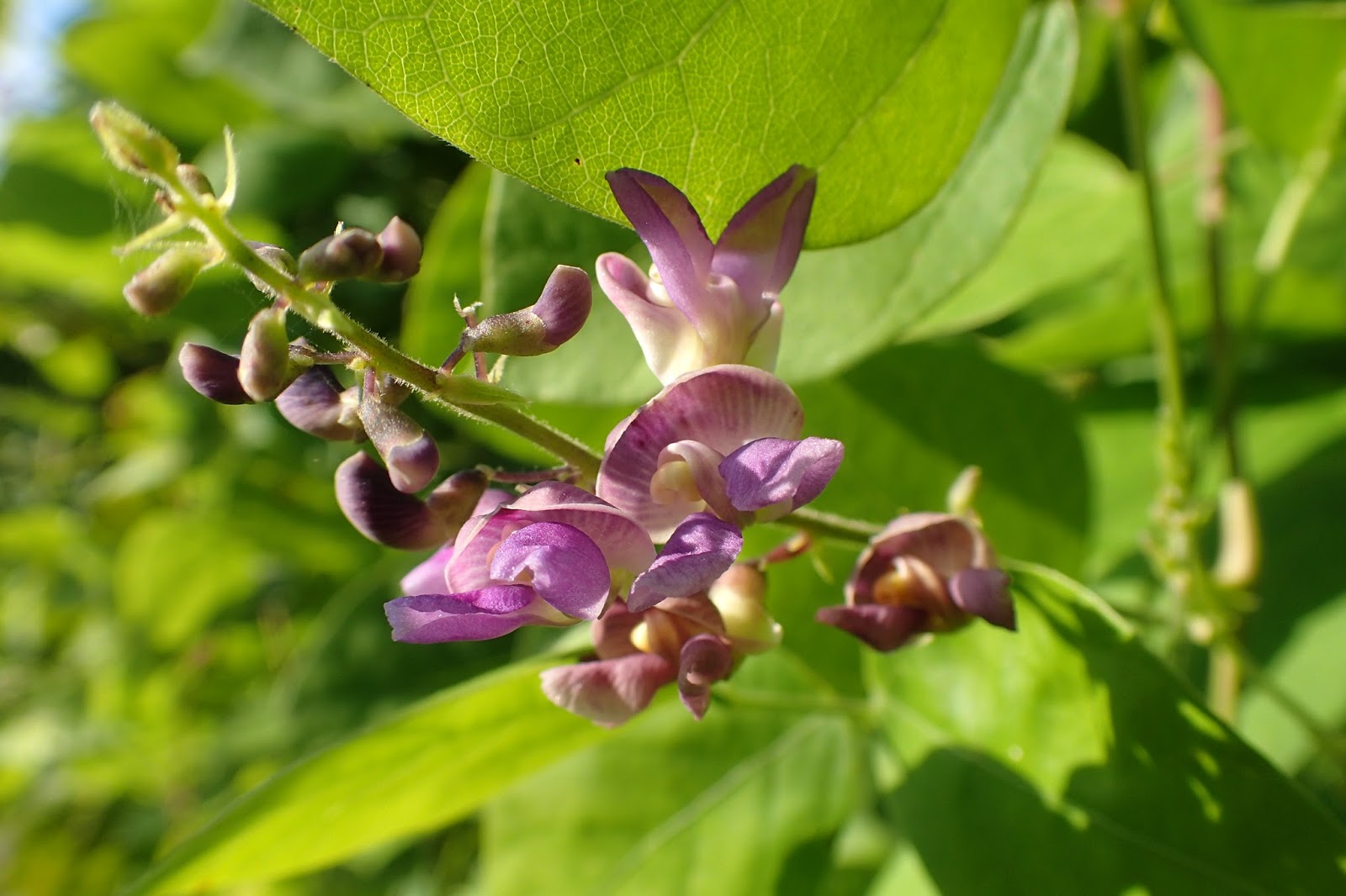 Scirpidiella's Plants: Wild Perennial Hardy Bean (Phaseolus polystachios)