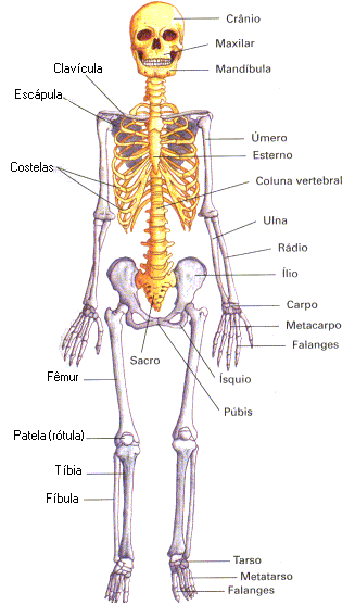 RADIOLOGIA: ANATOMIA ESQUELÉTICA