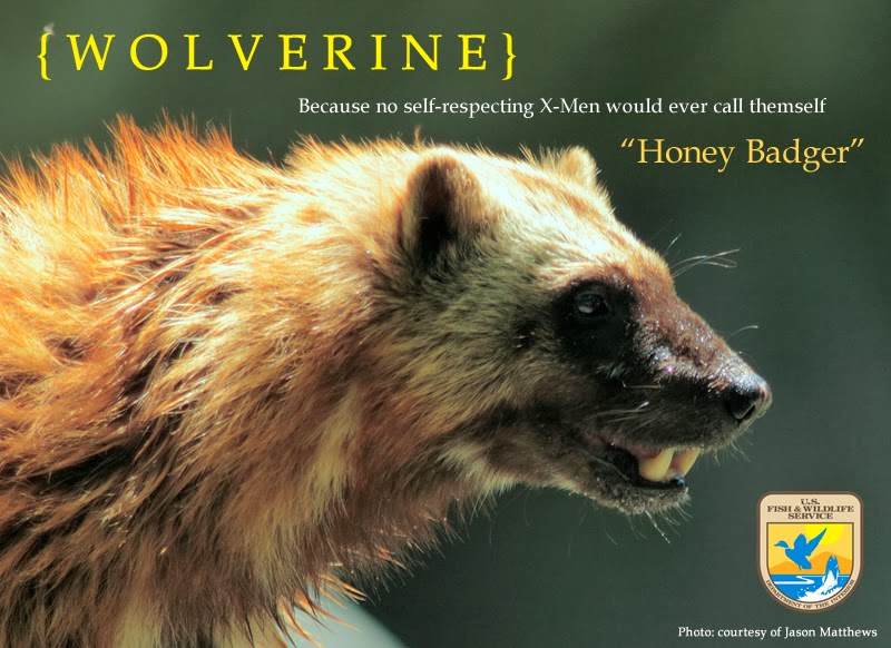 Expanding Living Northwest carnivore research