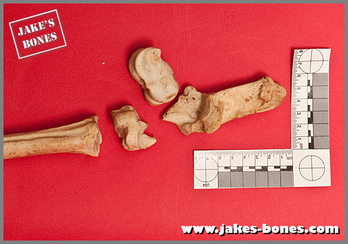 Lisa, my old red deer hind skeleton : Jake's Bones
