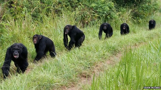 Thee Optimist: Chimps Do Not Make Good Pets. But Bonobos?