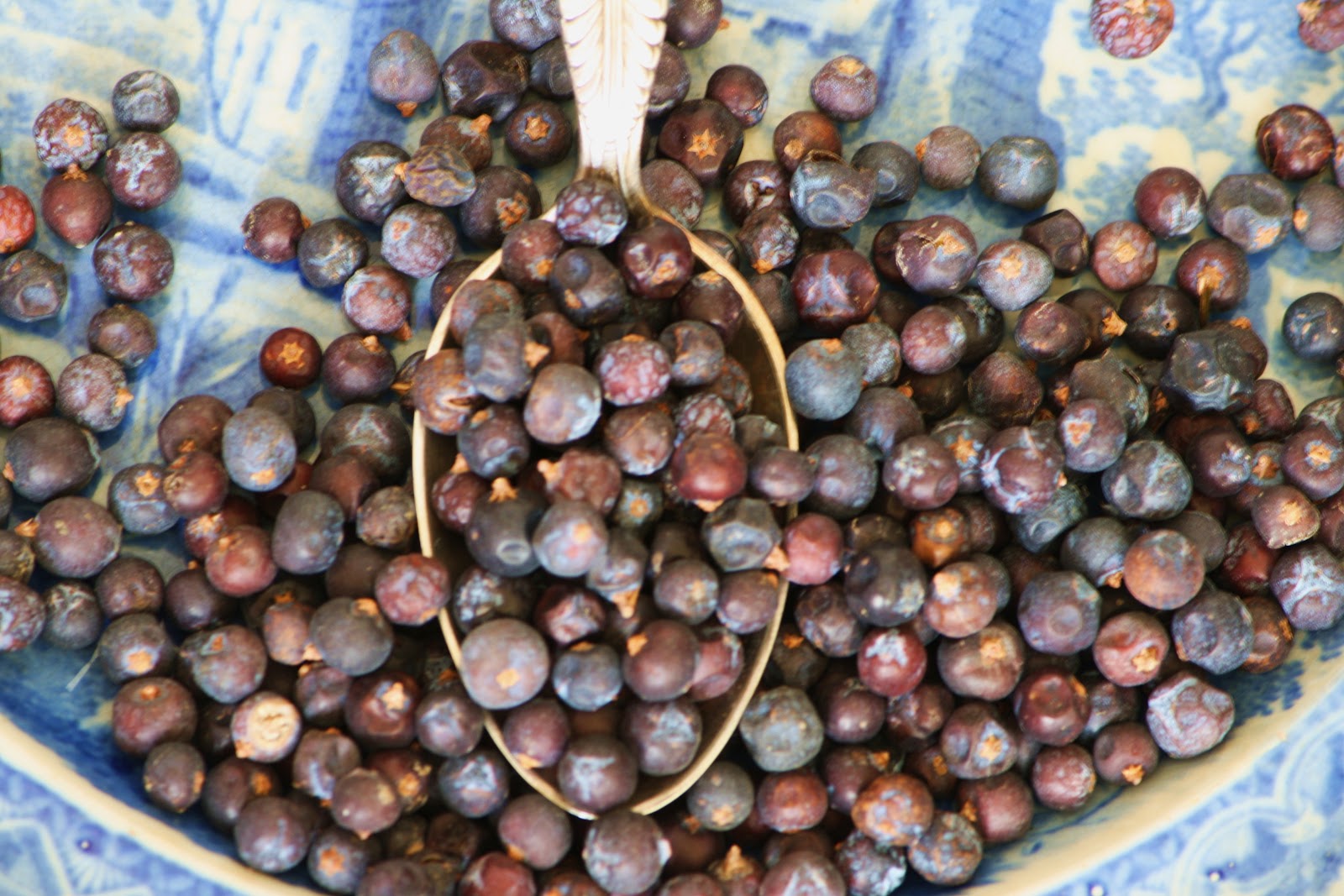 What's Cooking in your World?: Day 188.5 Lemon Elderflower Martini