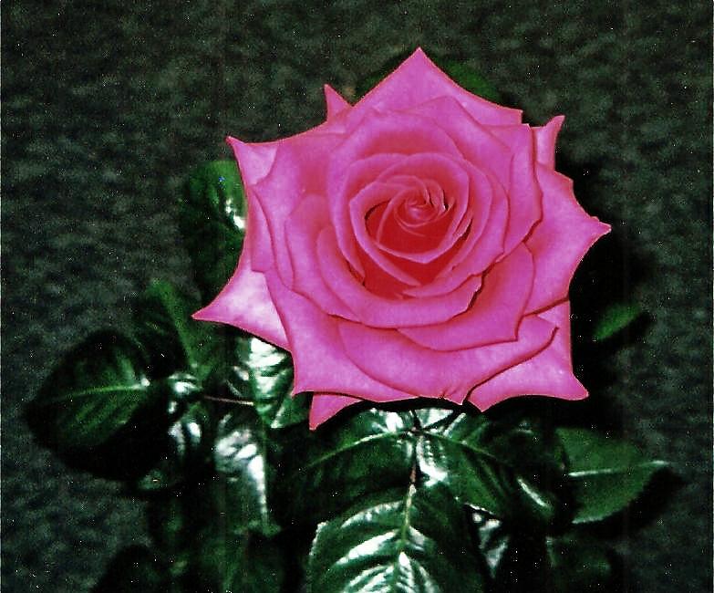 Rose Gardening World: HOT PRINCESS ROSE