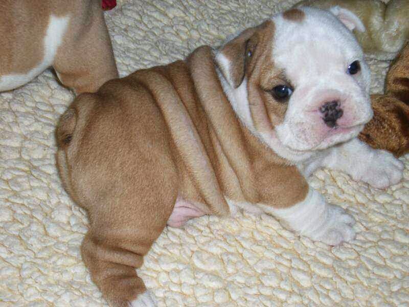 Bulldog: The Muscular Dog | Dog Lovers Pictures