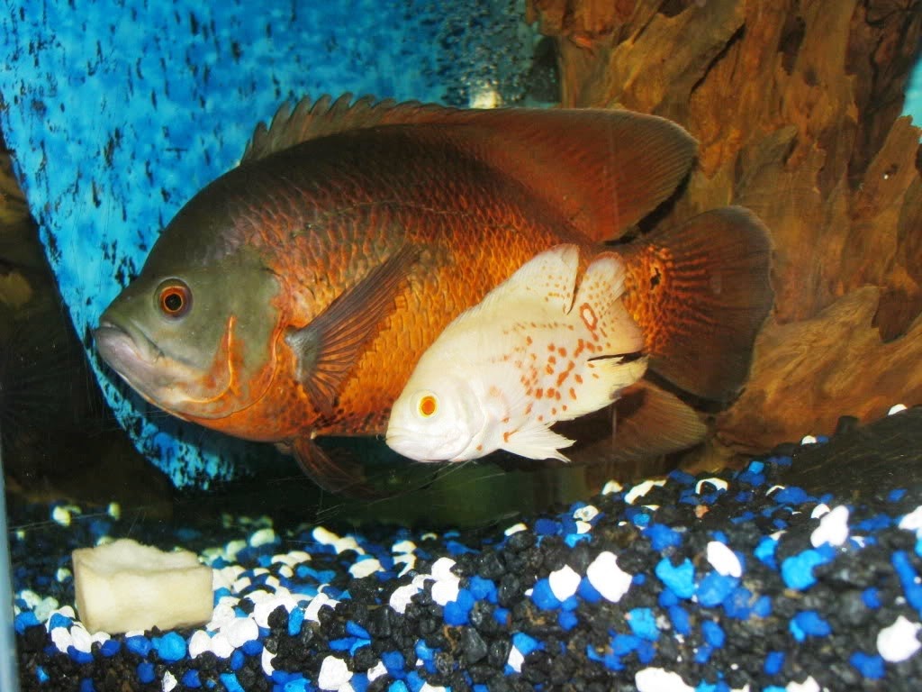 OSCAR FISH photos - wallpapers | the fun bank