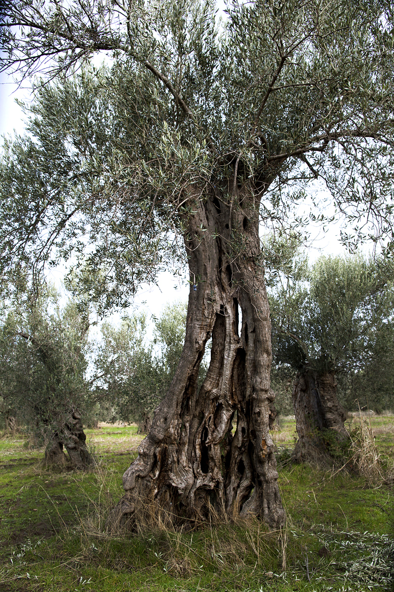Antiguos OLIVOS del Mediterráneo : TURKEY. Western ANATOLIA, AEGEAN ...