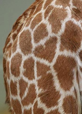 hoolawhoop: with her heart on her hip