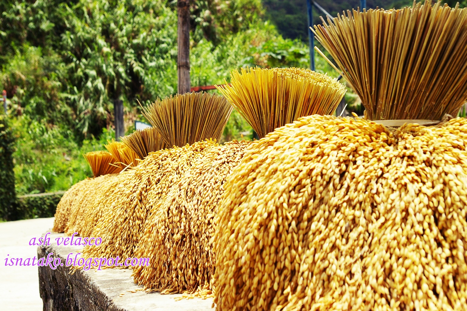 Isna Tako: An Extra-ordinary Visit at Mayoyao, Ifugao