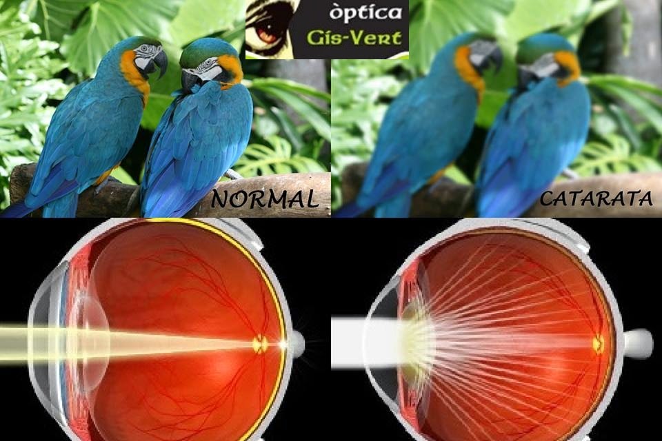 ÒPTICA Gis-Vert: mayo 2014