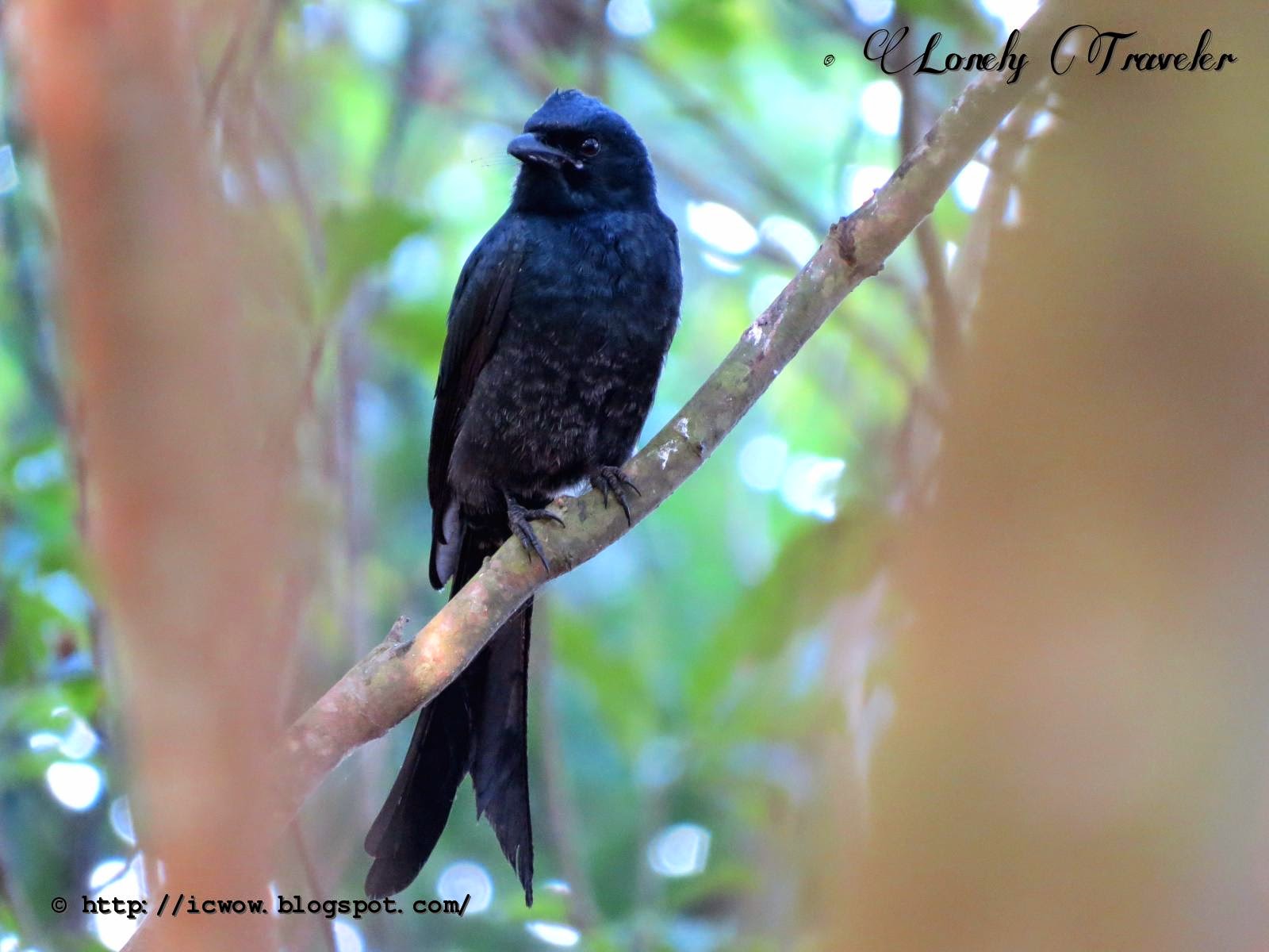 Black Drongo - Dicrurus macrocercus