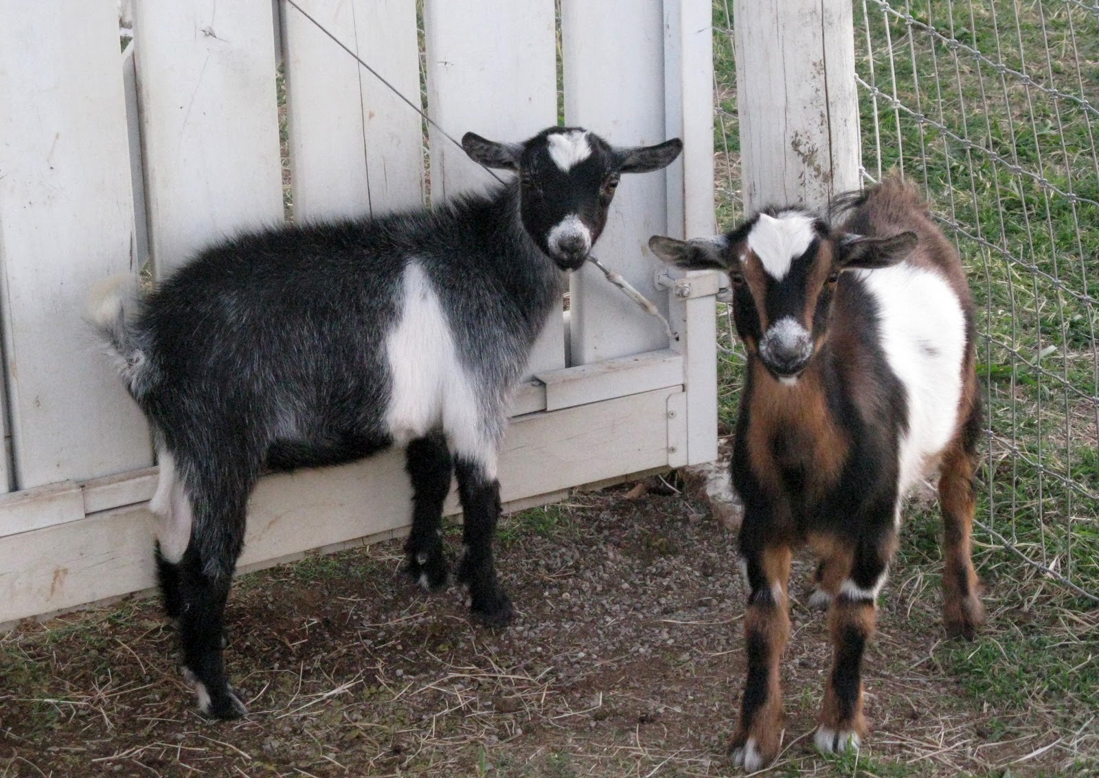 Goat goodbye {and hello!}