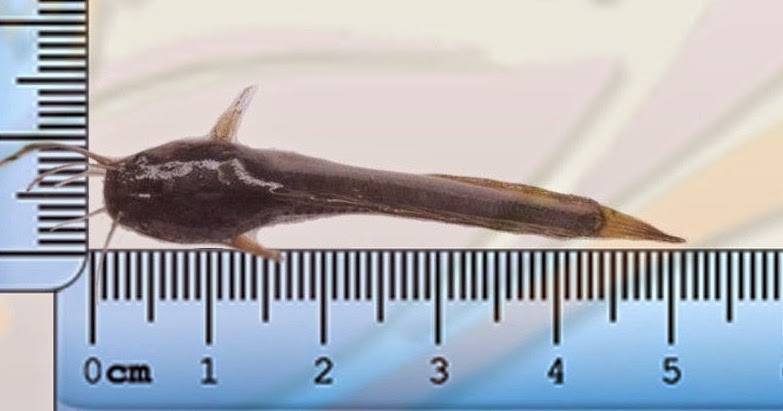 Jual Benih Bibit Lele Sangkuriang 4-5 dan 5-7 Siap Tebar by Agribisnis ...