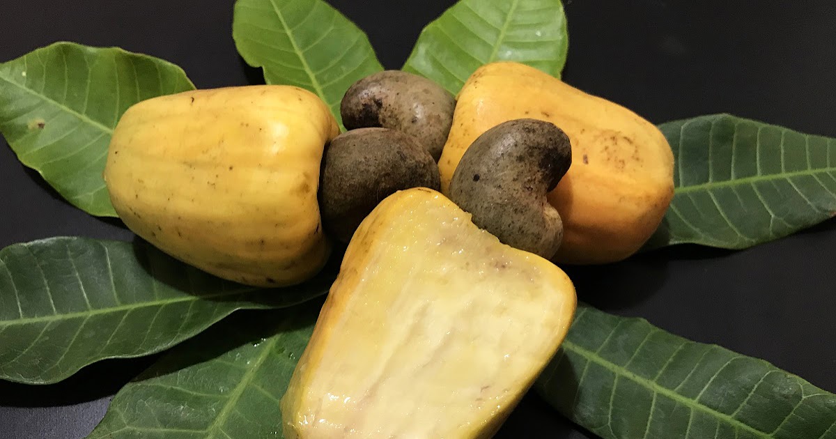 Viveiro Ciprest - Plantas Nativas e Exóticas: Caju Amarelo ( Anacardium ...