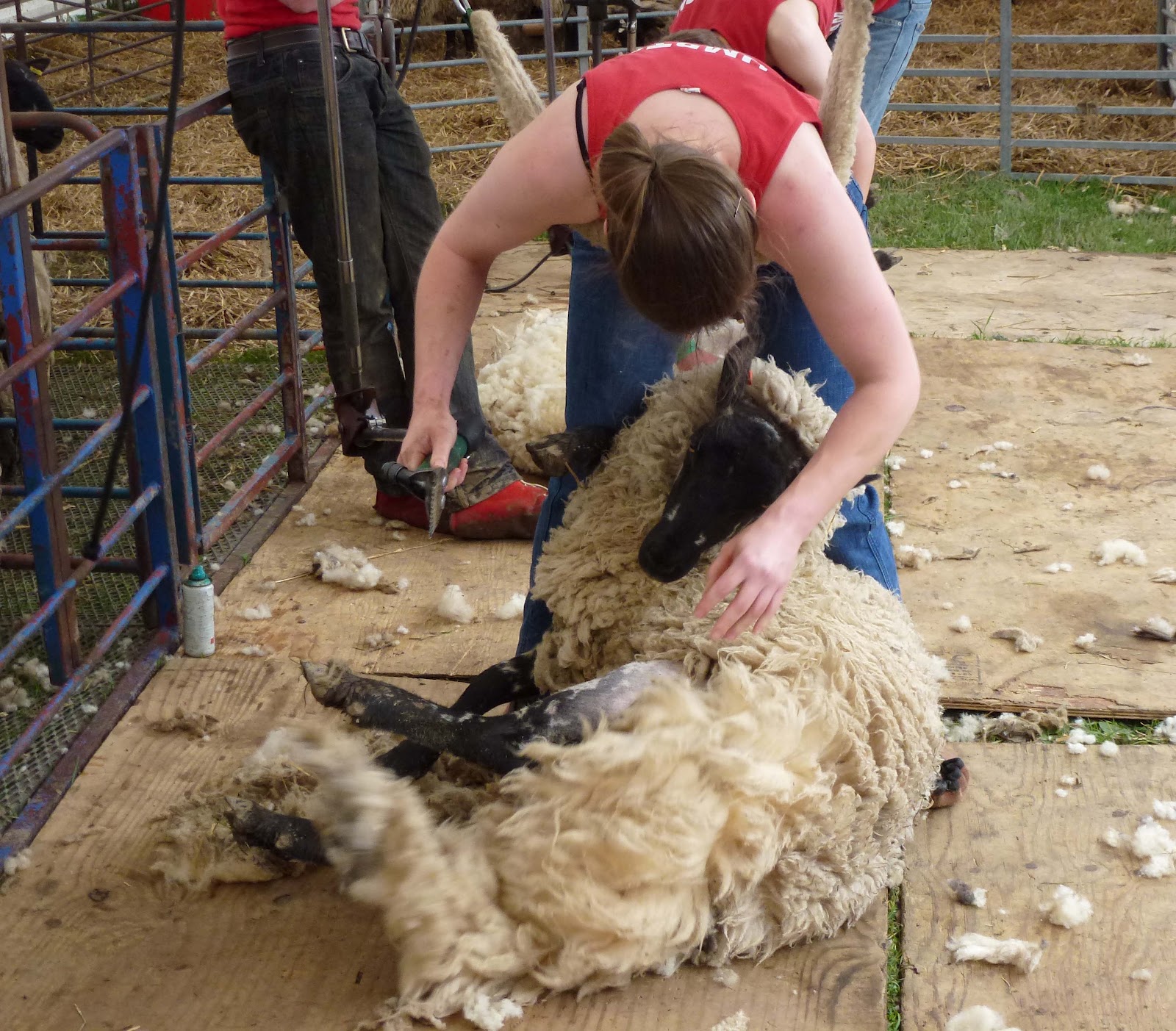 Tales from the Sheep Shed: Stepping Up the Neck