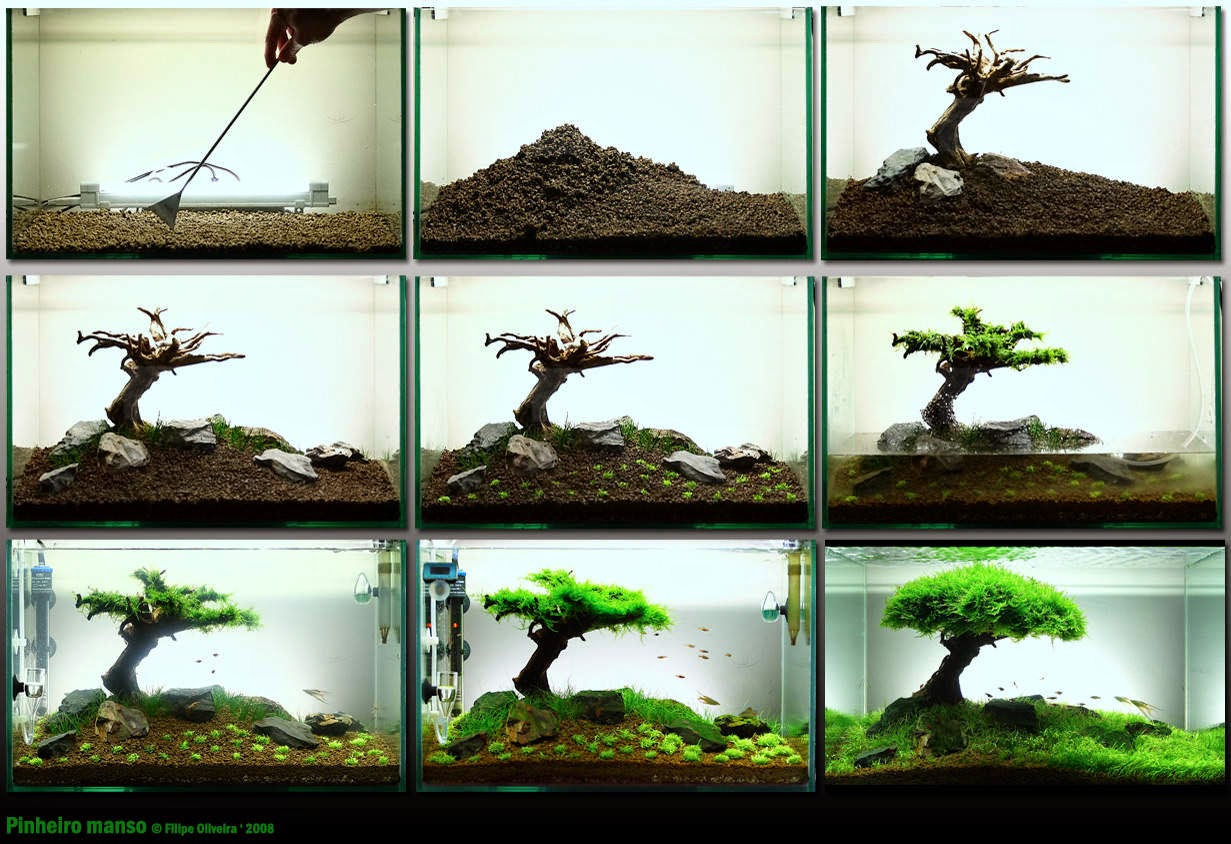 cara membuat aquascape yang minimalis: Rincian dan cara membuat ...