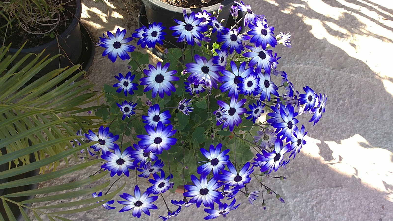 In A Costa Tropical Garden: Pericallis hybrida......Florist's Cineraria
