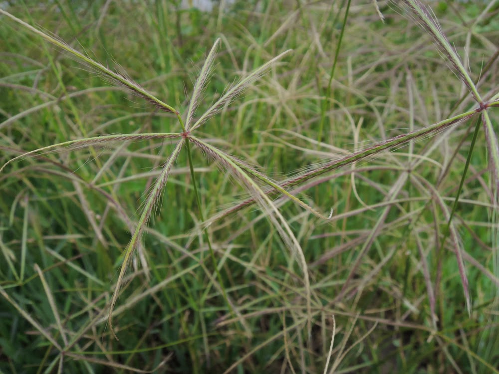 Diversity and Life: A view from the Holocene: Jeppe – Inner-city ...