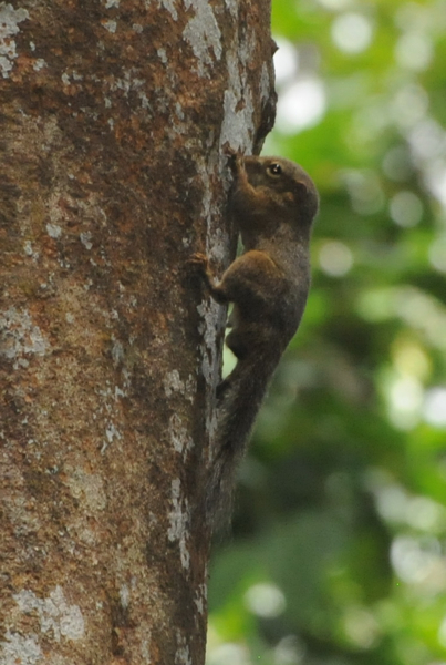 A Wandering Naturalist: West Malaysia: Panti Forest Rendezvous