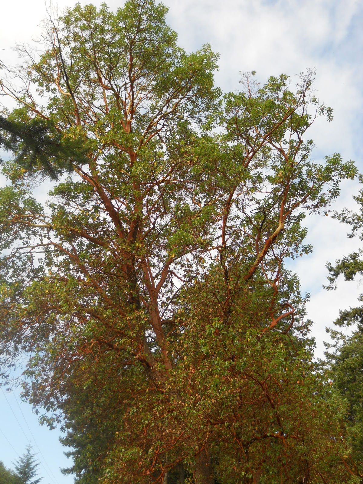 Life, Art and Travel of Lynn Myette: The Arbutus Trees on the Gulf Islands