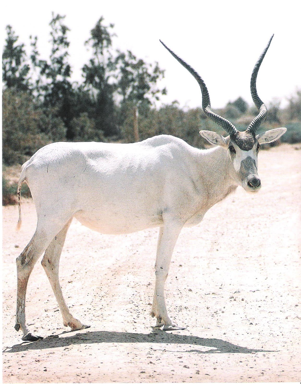 Zoológico Virtual do Koba: Adax
