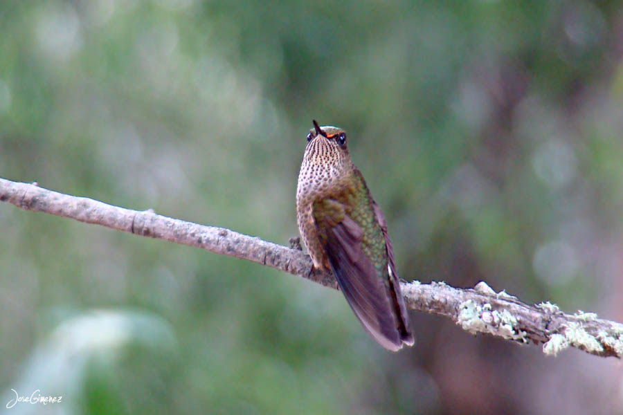 Observando aves en Bariloche y sus alrededores: Colibrí Rubí en Invierno