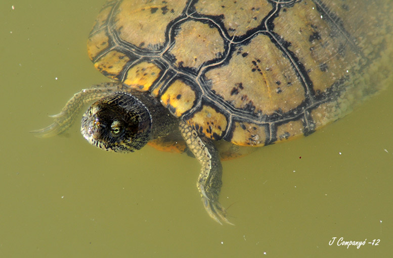 Pep Companyó - Fotos de Natura: Tortuga de florida