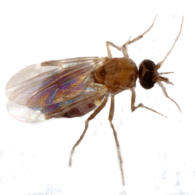 Arizona: Beetles, Bugs, Birds and more: Deceiving No-see-ums ...