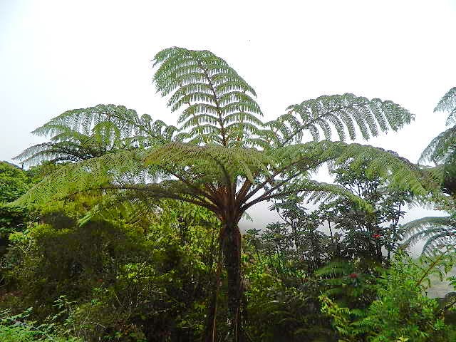 Wild Flowers from Horton Plains Sri Lanka - Pictures | SL Flora