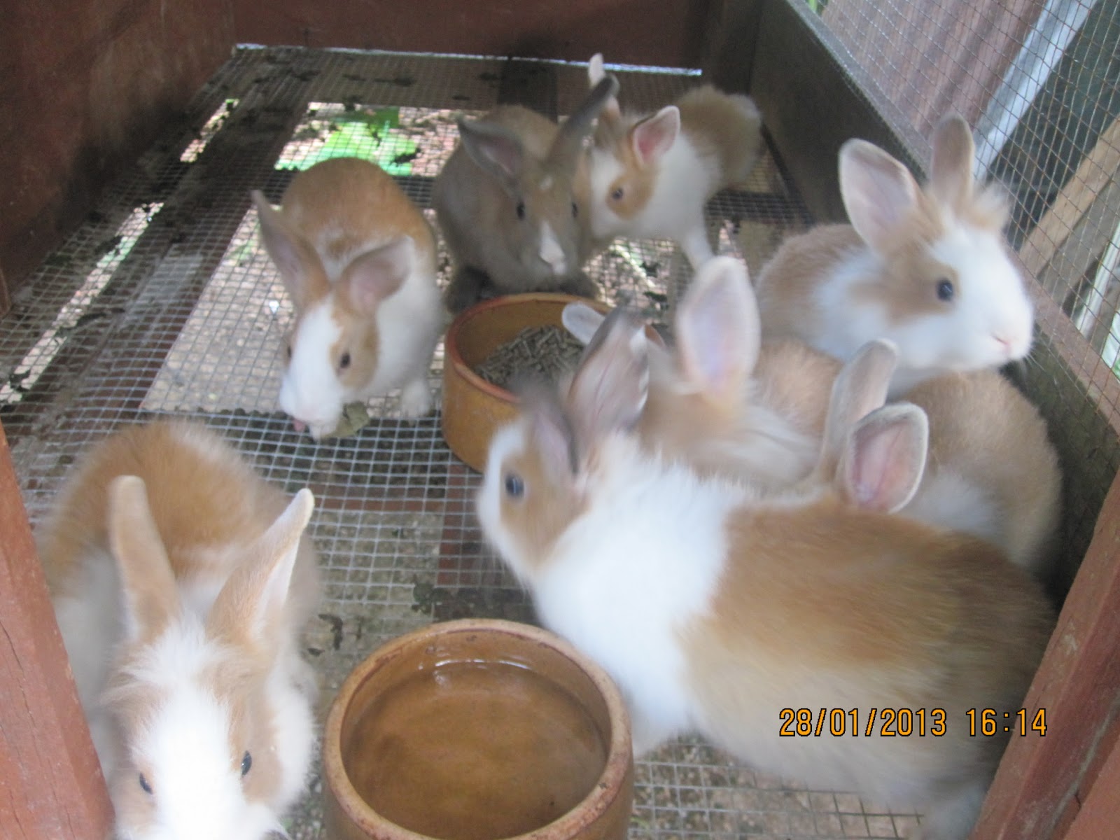 JUAL ARNAB MURAH ONLINE