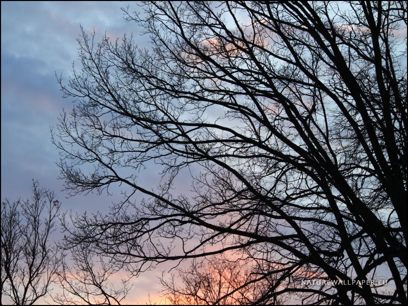 nature wallpaper: Tree in Evening Wallpaper