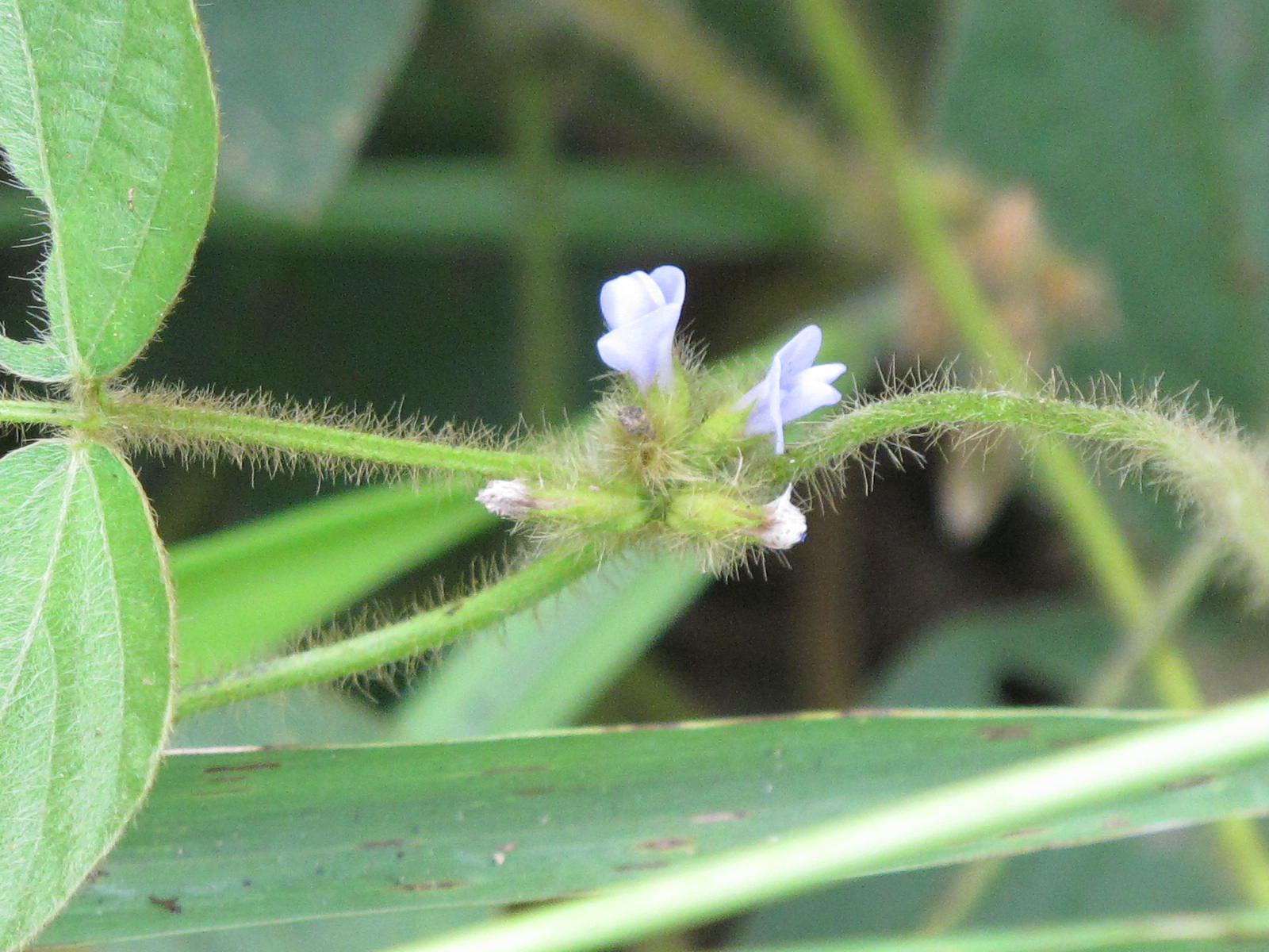 Fabaceae - Leguminosae no Brasil: Fabaceae - Calopogonium mucunoides ...