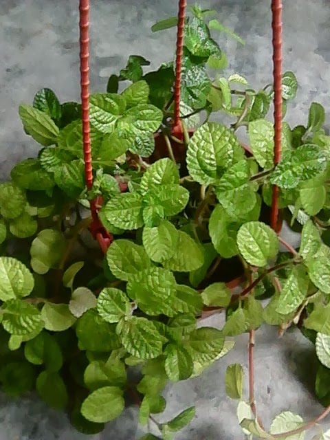 Garden Chronicles of James David: Plants & Creepers among Pebbles