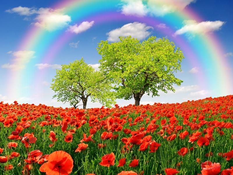 Captando o Momento: Belas imagens da Natureza