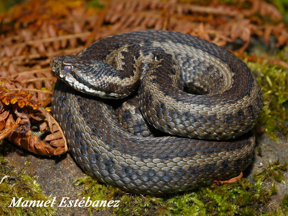 Miradas Cantábricas: Víbora de Seoane o cantábrica (Vipera seoanei ...