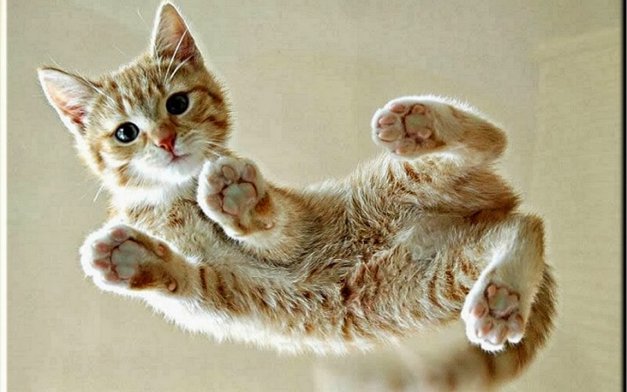 LA VIDA CON SABOR: Curiosidades sobre los gatos