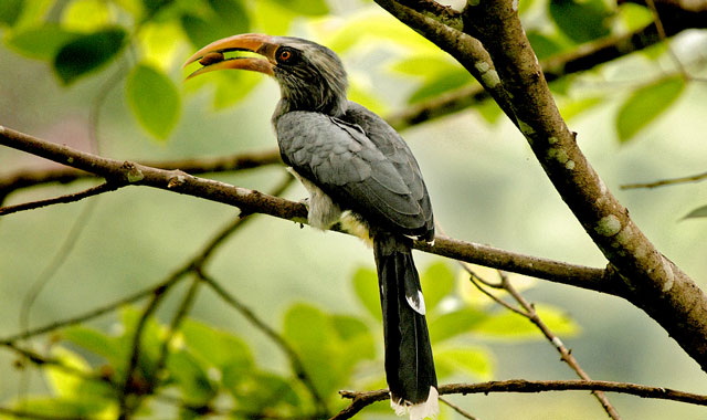 Tamilnadu Tourism: Karikili Bird Sanctuary, Kancheepuram