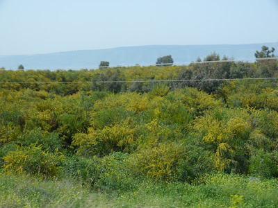 UNFORGETTABLE BIBLICAL TRIP TO HOLYLAND, NOTES AND ALBUM 2011: Gerasa ...