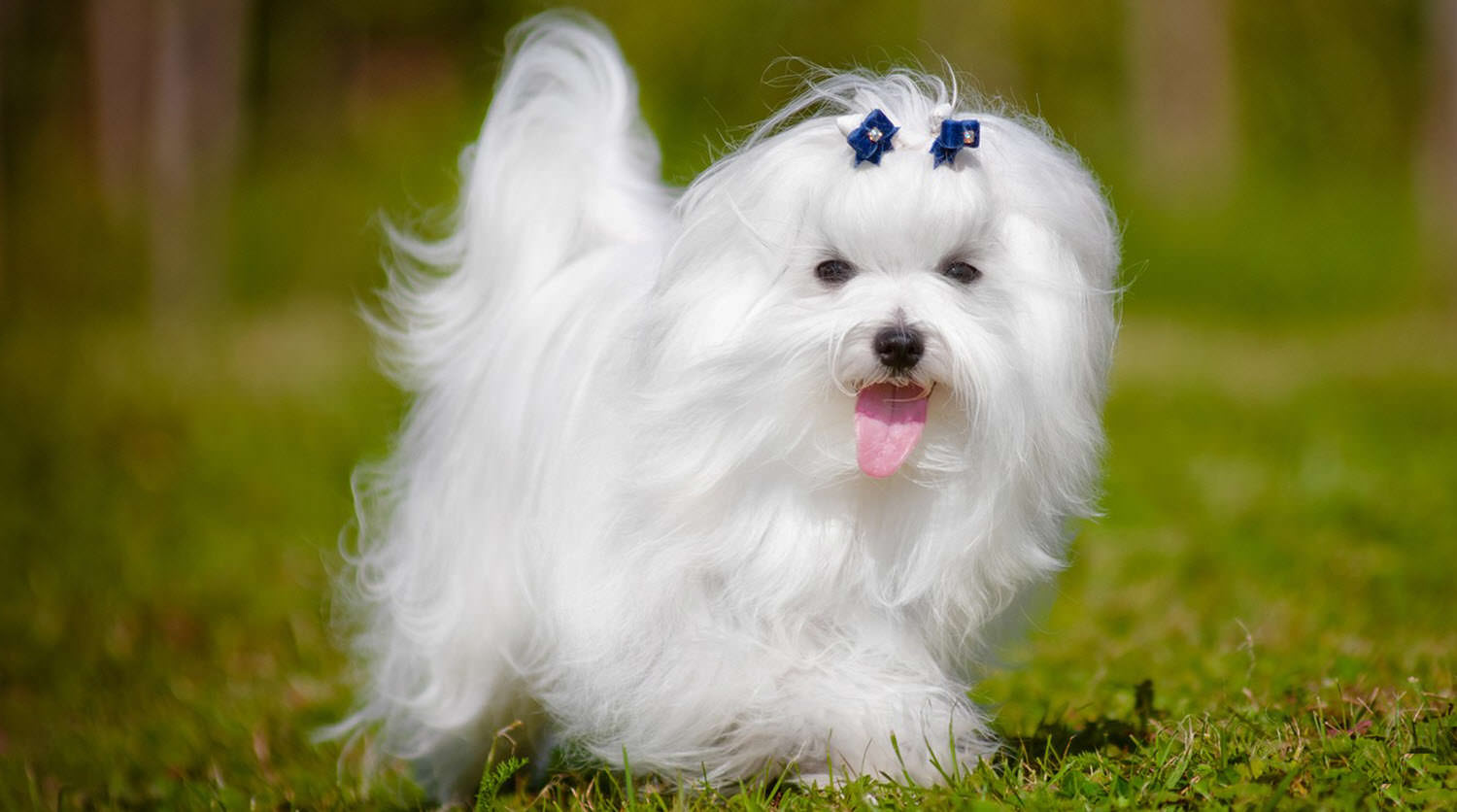 6 Razas de perros pequeños mas populares