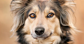 Pictures Of Beauty: 20 Impressive Animal Macro Photography