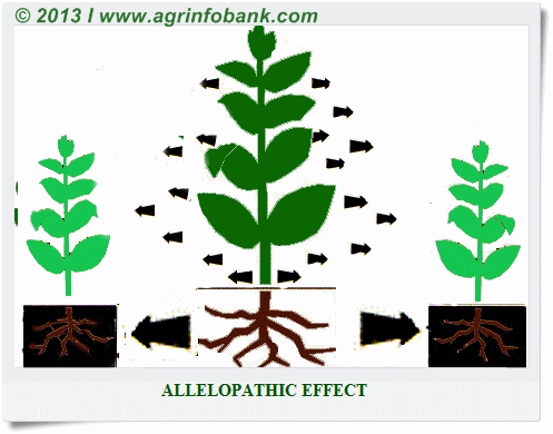 CROP GROWTH PROMOTION THROUGH ALLELOPATHIC WATER EXTRACTS | Agriculture ...