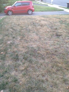 life in the dog house: Cursed Grass